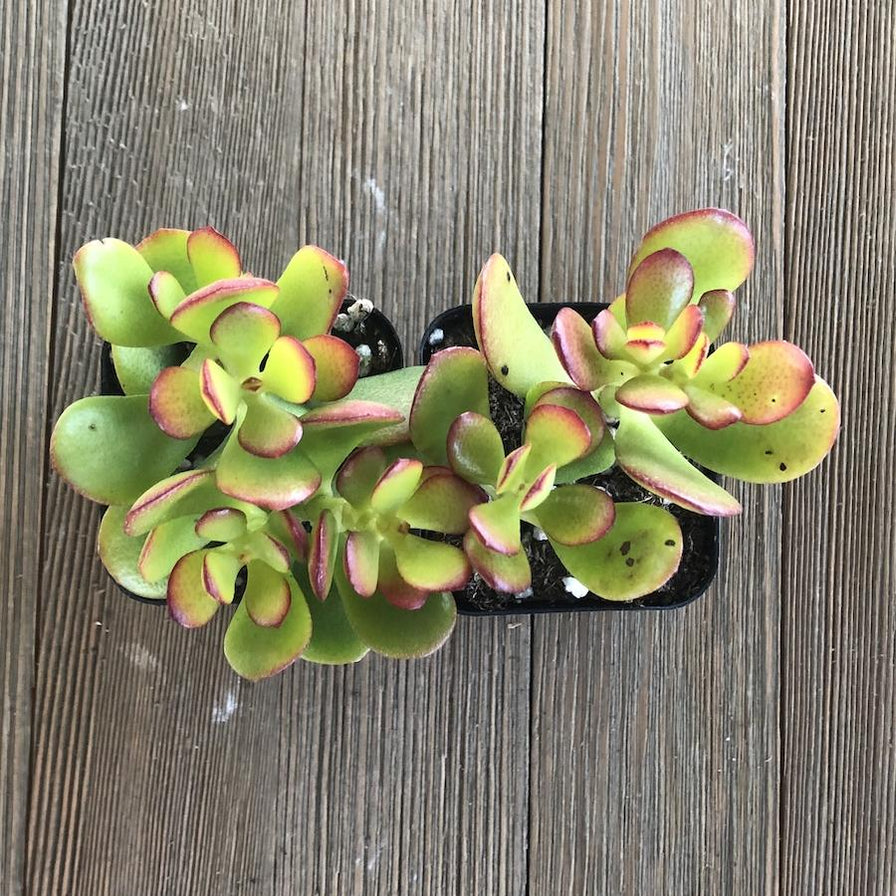 Baby Jade Crassula | Premium Succulents Direct From the Nursery