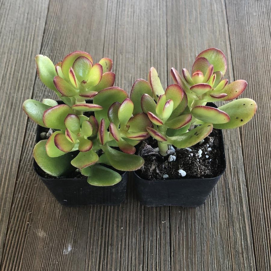 Baby Jade Crassula | Premium Succulents Direct From the Nursery