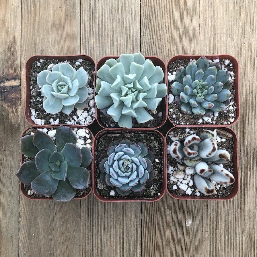 Beautiful Blue Succulent Collection | Premium Succulents Direct From ...