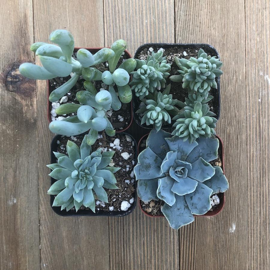 Beautiful Blue Succulent Collection | Premium Succulents Direct From ...