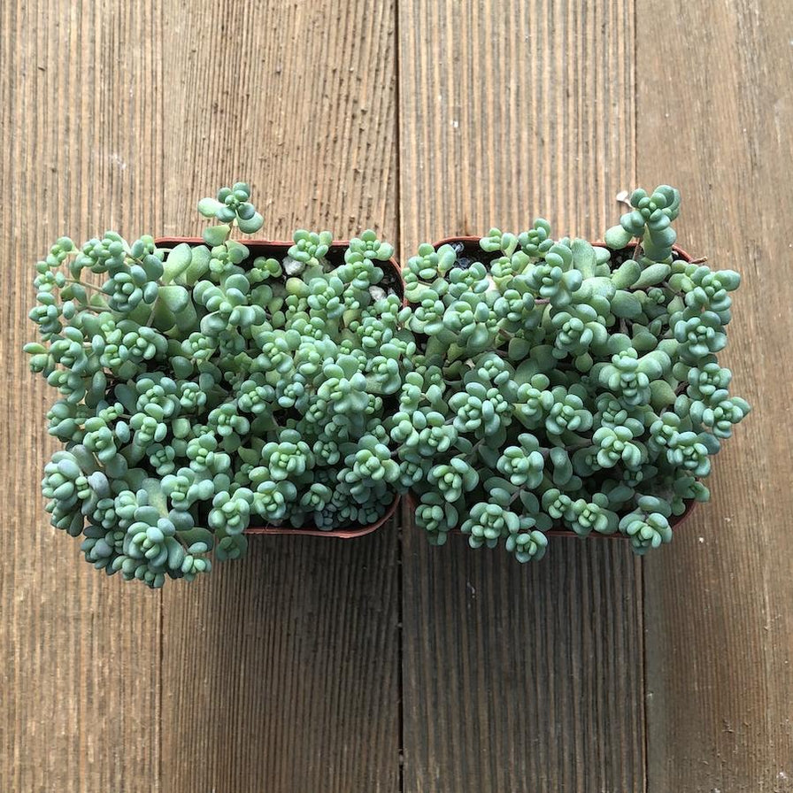 Blue Tears Sedum Dasyphyllum | Premium Succulents Direct From the Nursery
