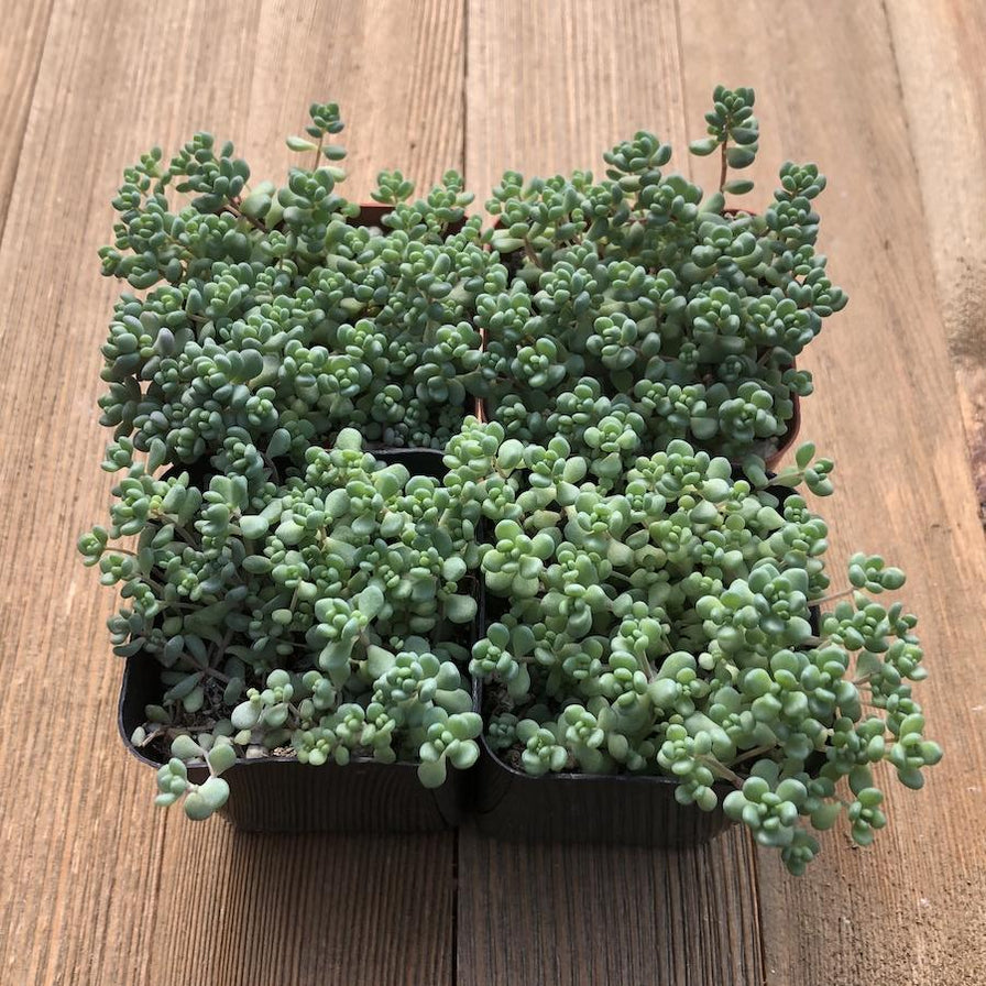 Blue Tears Sedum Dasyphyllum | Premium Succulents Direct From the Nursery