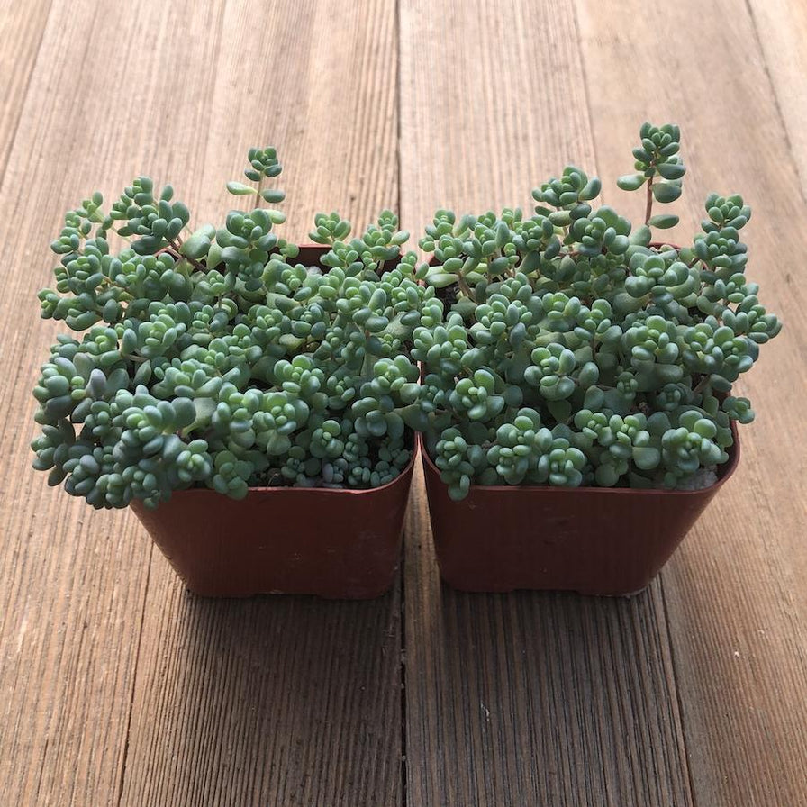 Blue Tears Sedum Dasyphyllum | Premium Succulents Direct From the Nursery