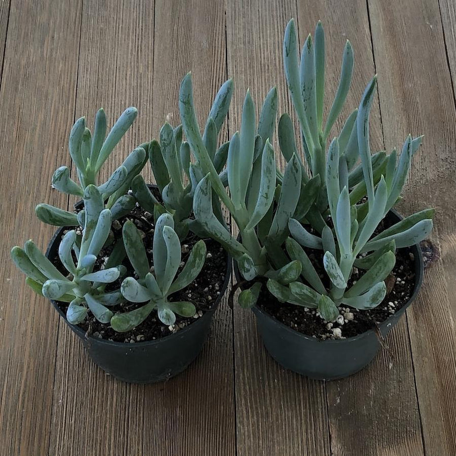 Blue Chalk Sticks Succulent - Senecio serpens | Premium Succulents ...