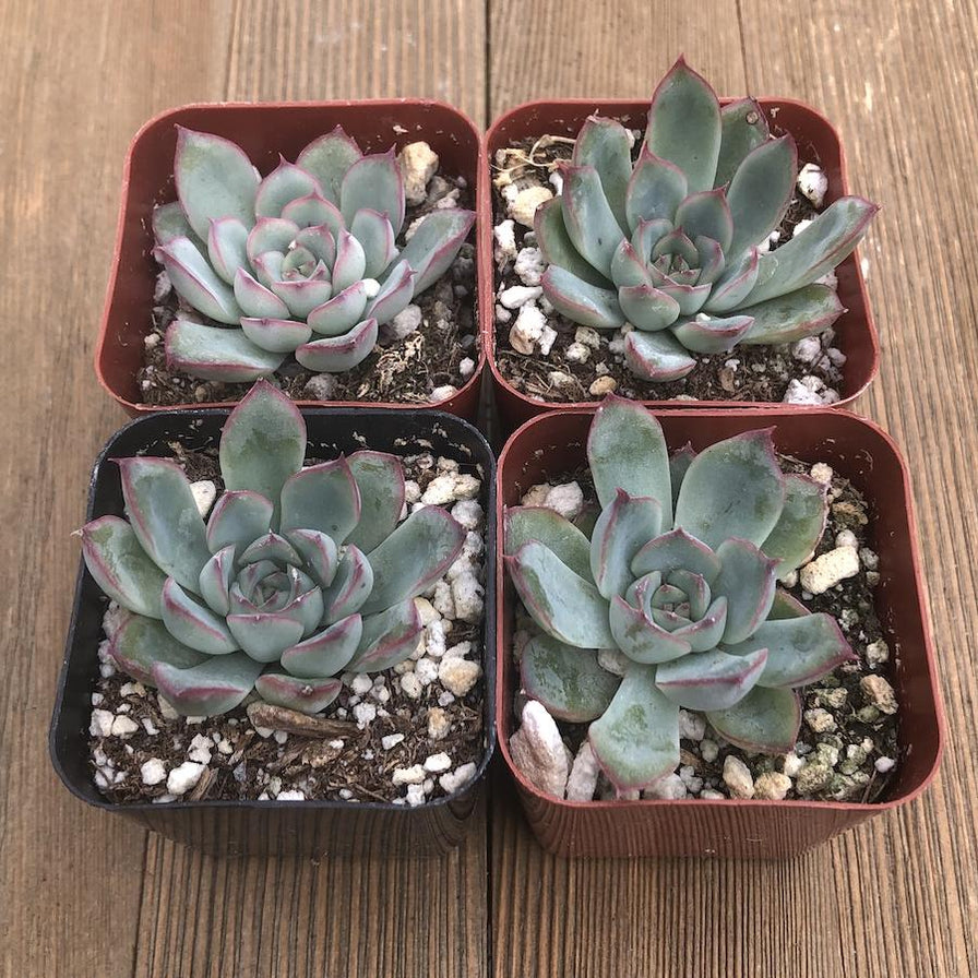 Echeveria Captain Hay - 2 inch | Premium Succulents Direct From the Nursery