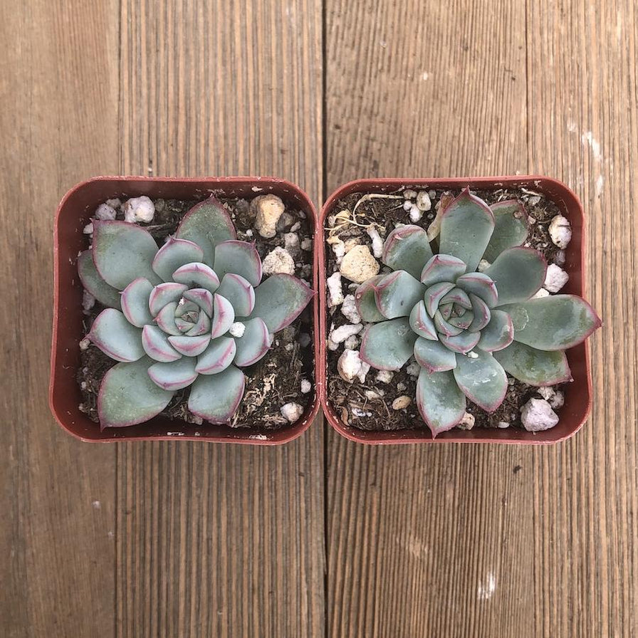 Echeveria Captain Hay - 2 inch | Premium Succulents Direct From the Nursery