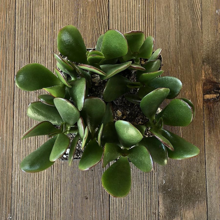 Classic Jade - Crassula ovata - Beginners Succulent - Indoor Safe ...