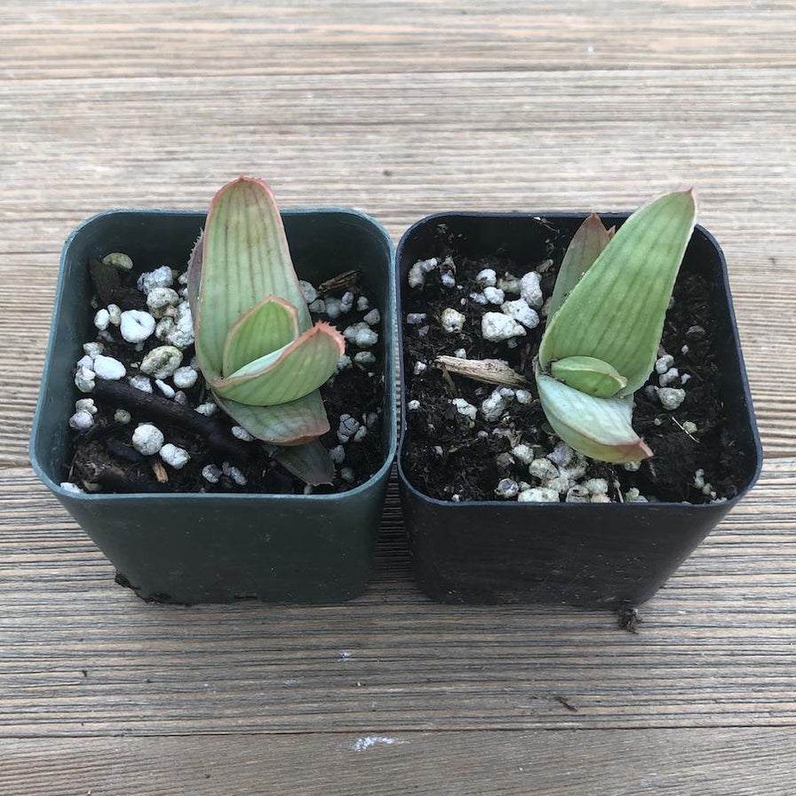 Coral Aloe Striata | Premium Succulents Direct From the Nursery