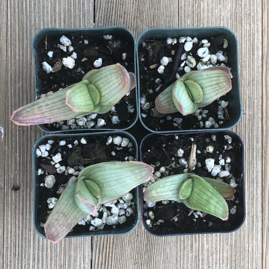 Coral Aloe Striata | Premium Succulents Direct From the Nursery