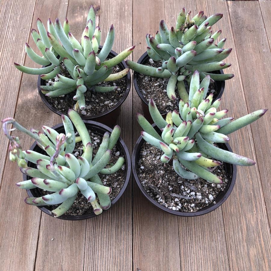 Cotyledon - White Sprite - Vertical Growing Succulent | Premium ...