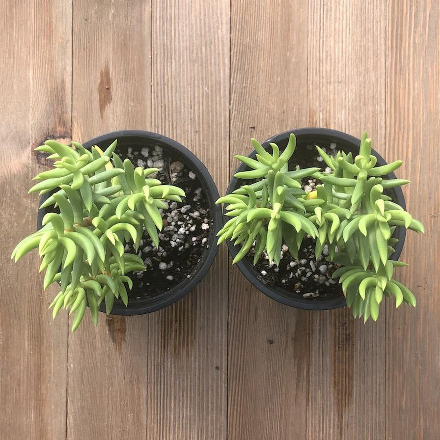 Mini Pine Tree Succulent - Crassula tetragona - 4 Inch | Premium ...