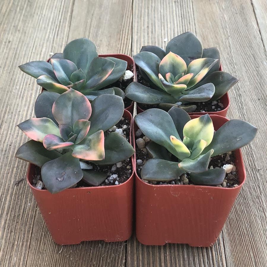 Echeveria Chroma - California Hybrid - 2 inch | Premium Succulents ...