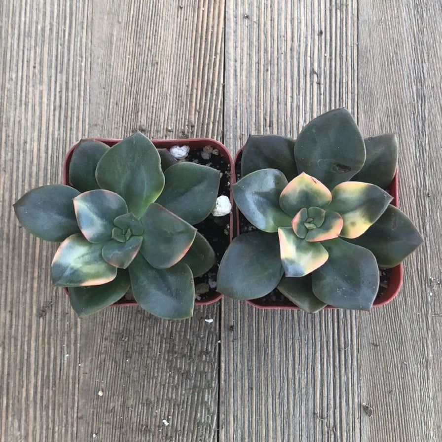 Echeveria Chroma - California Hybrid - 2 inch | Premium Succulents ...