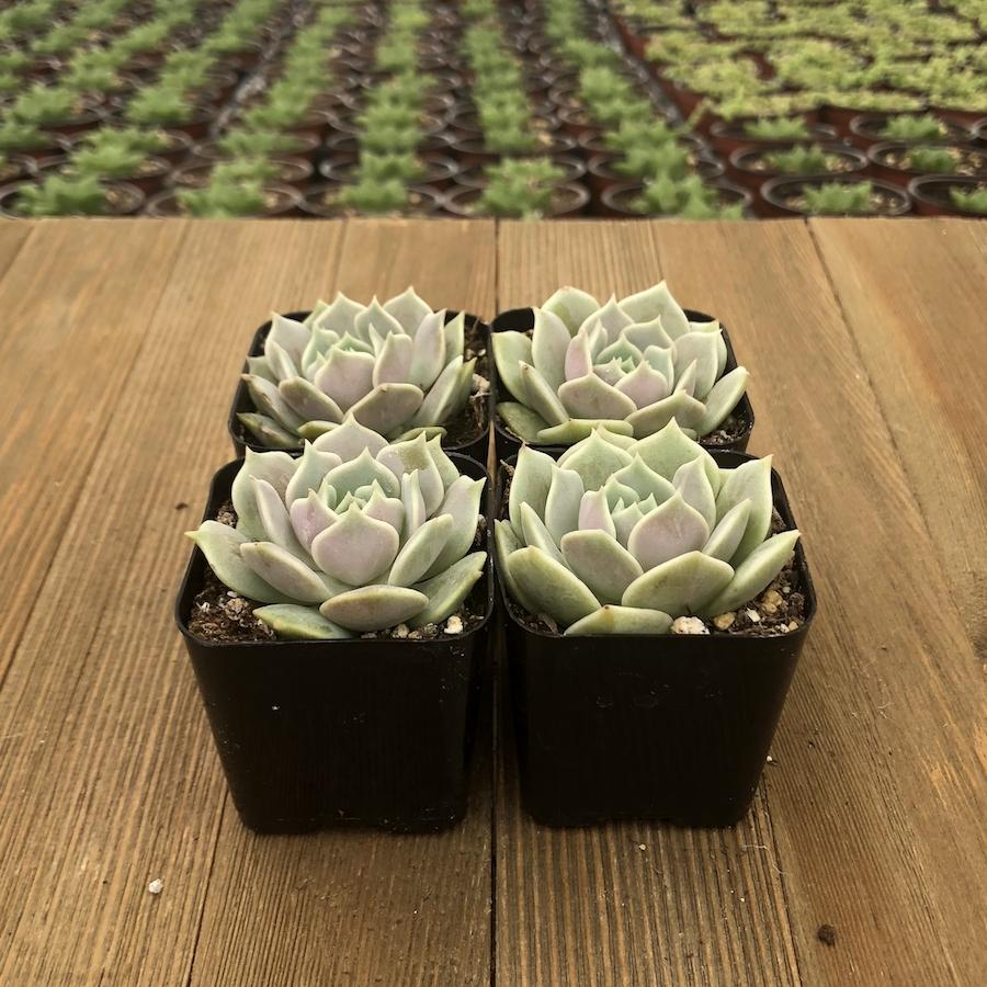 Echeveria Lola - Mexican Hen and Chicks | Premium Succulents Direct ...