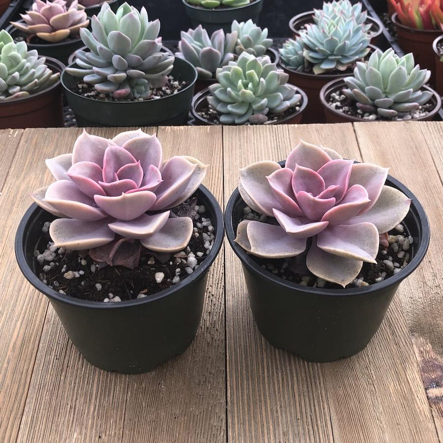 Echeveria Perle von Nurnberg - 4 Inch | Premium Succulents Direct From the Nursery