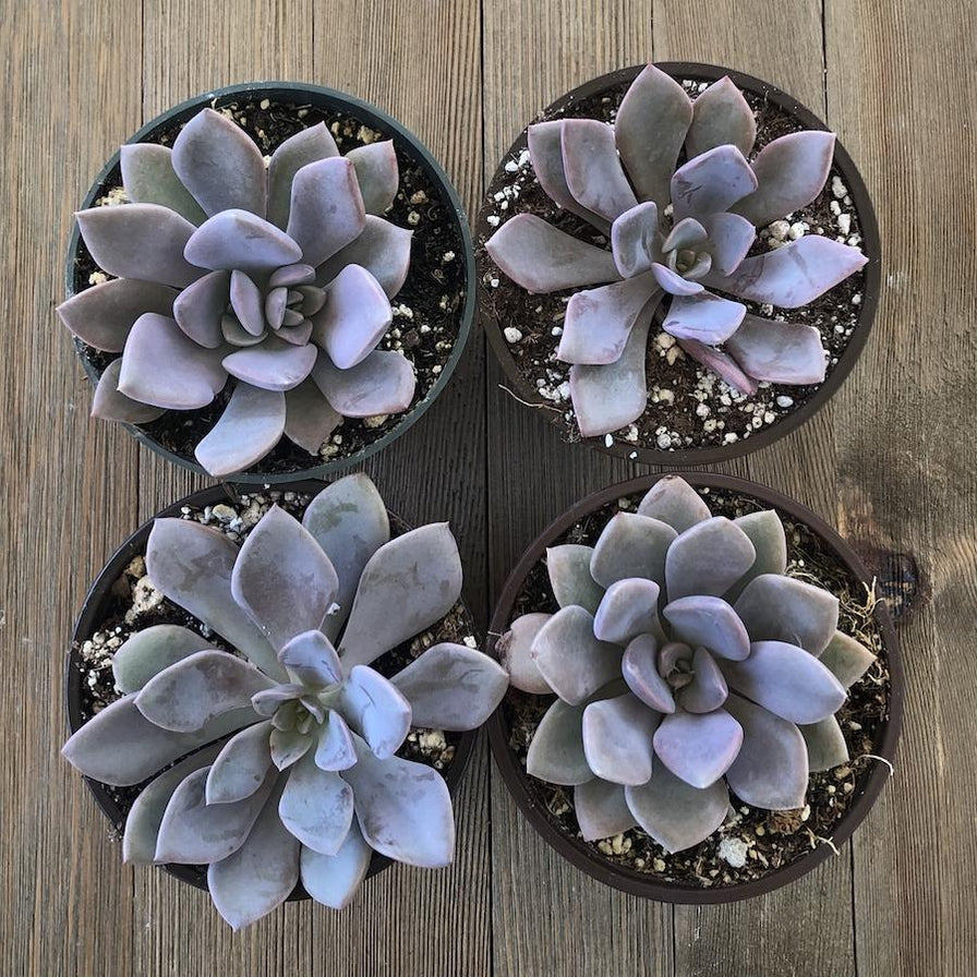 Graptoveria Debbie - 4 inch | Premium Succulents Direct From the Nursery
