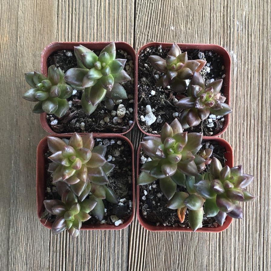 Jet Beads Sedeveria - Hybrid | Premium Succulents Direct From the Nursery