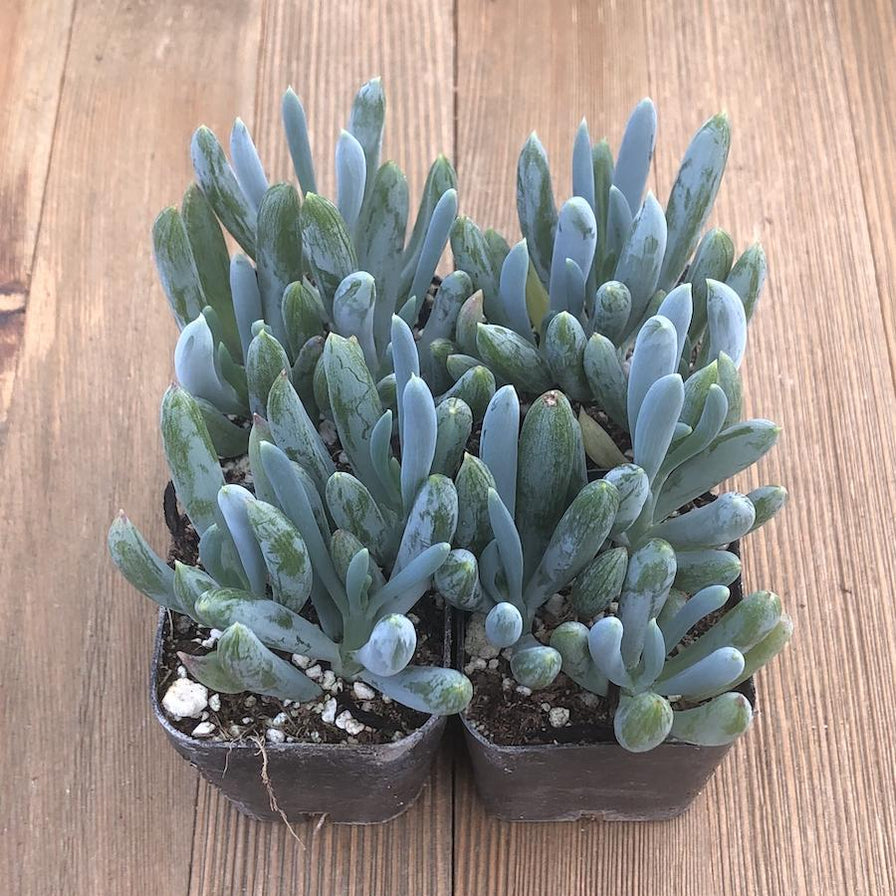 Mini Blue Chalk Sticks Succulent - Senecio serpens | Premium Succulents ...