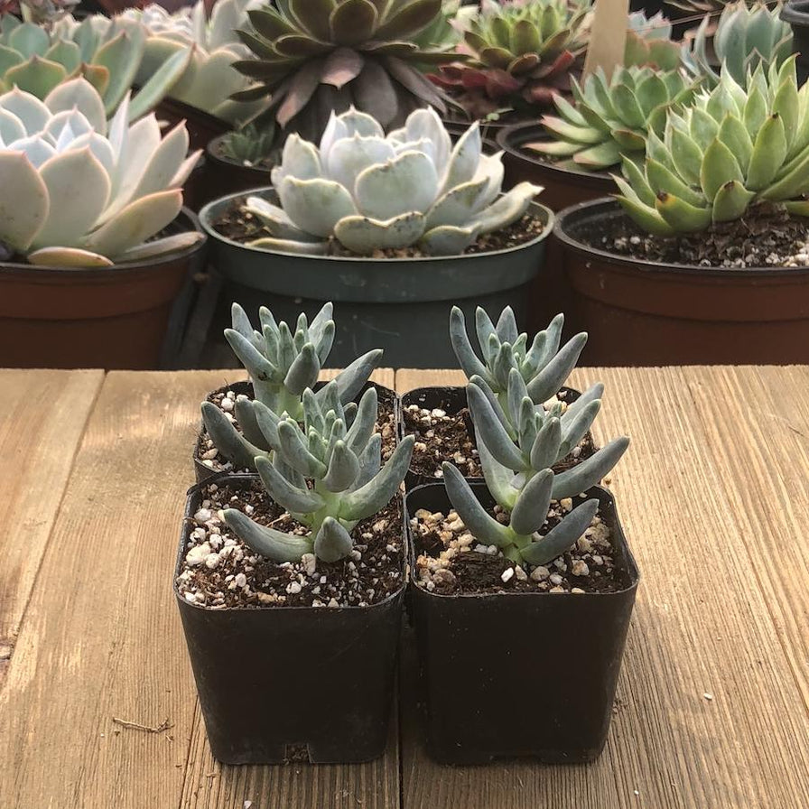 Pachyphytum Compactum | Premium Succulents Direct From the Nursery