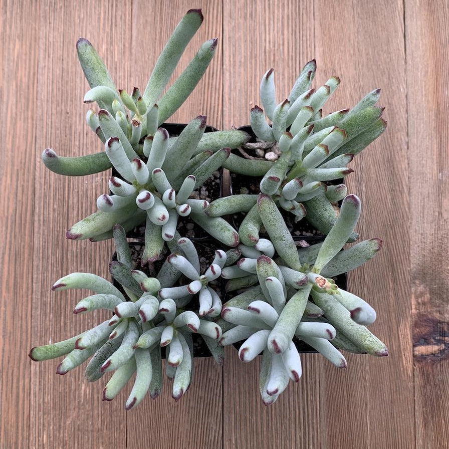 White Sprite Cotyledon | Premium Succulents Direct From the Nursery