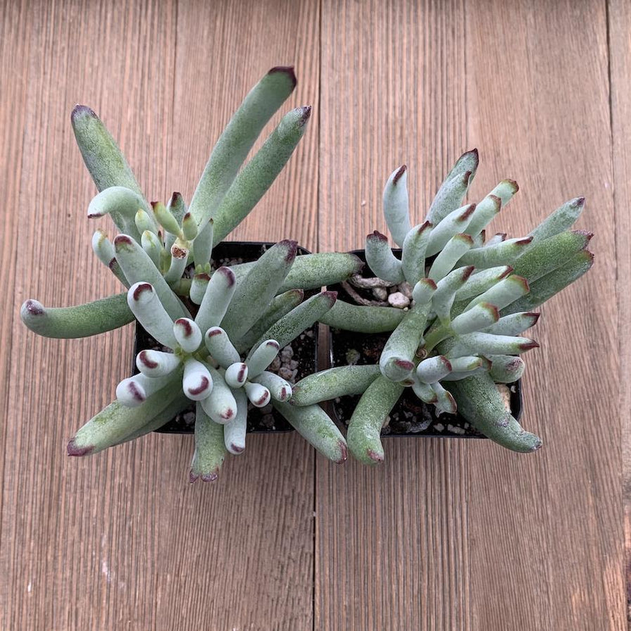 White Sprite Cotyledon | Premium Succulents Direct From the Nursery