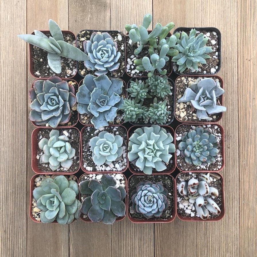 Beautiful Blue Succulent Collection | Premium Succulents Direct From ...