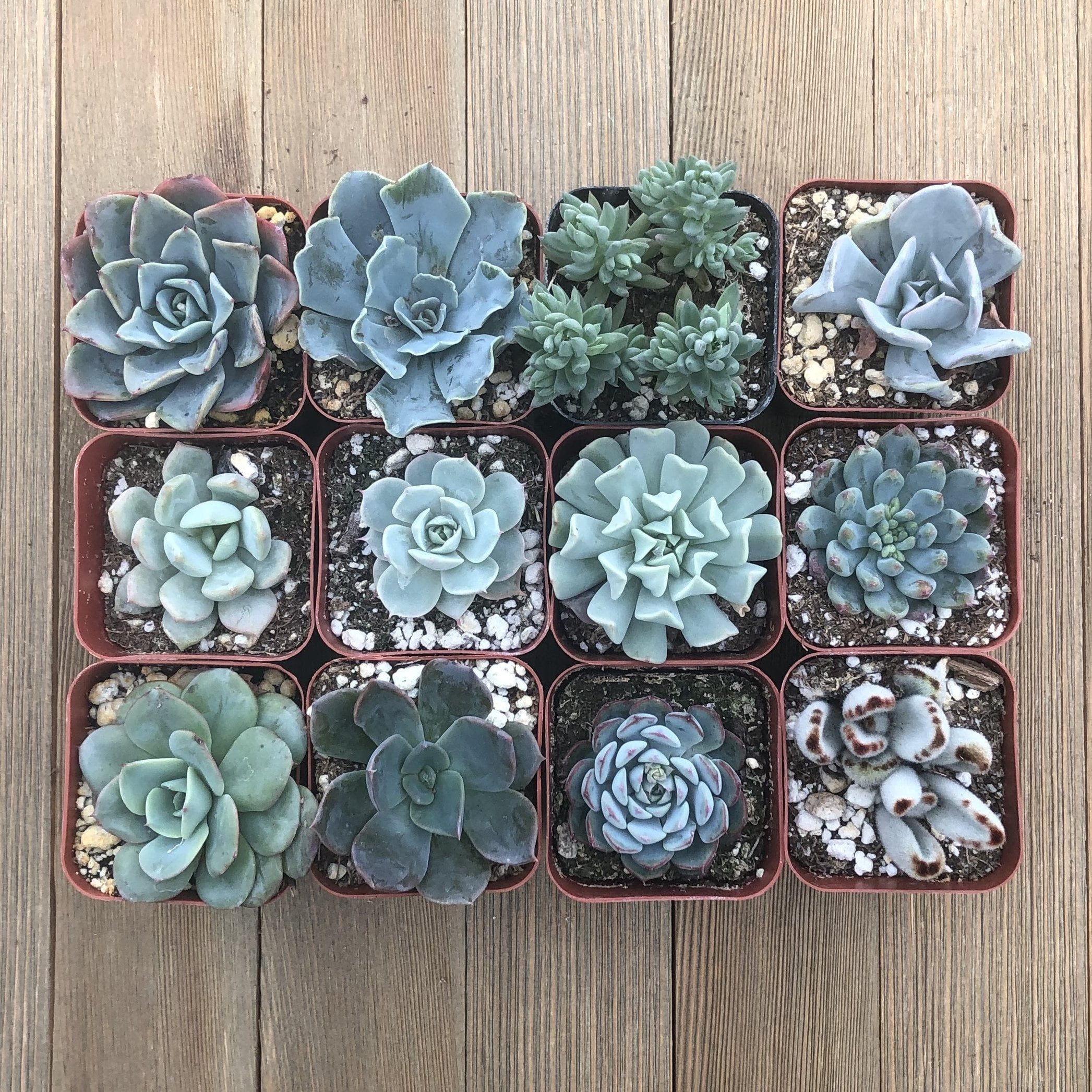 Beautiful Blue Succulent Collection | Premium Succulents Direct From ...