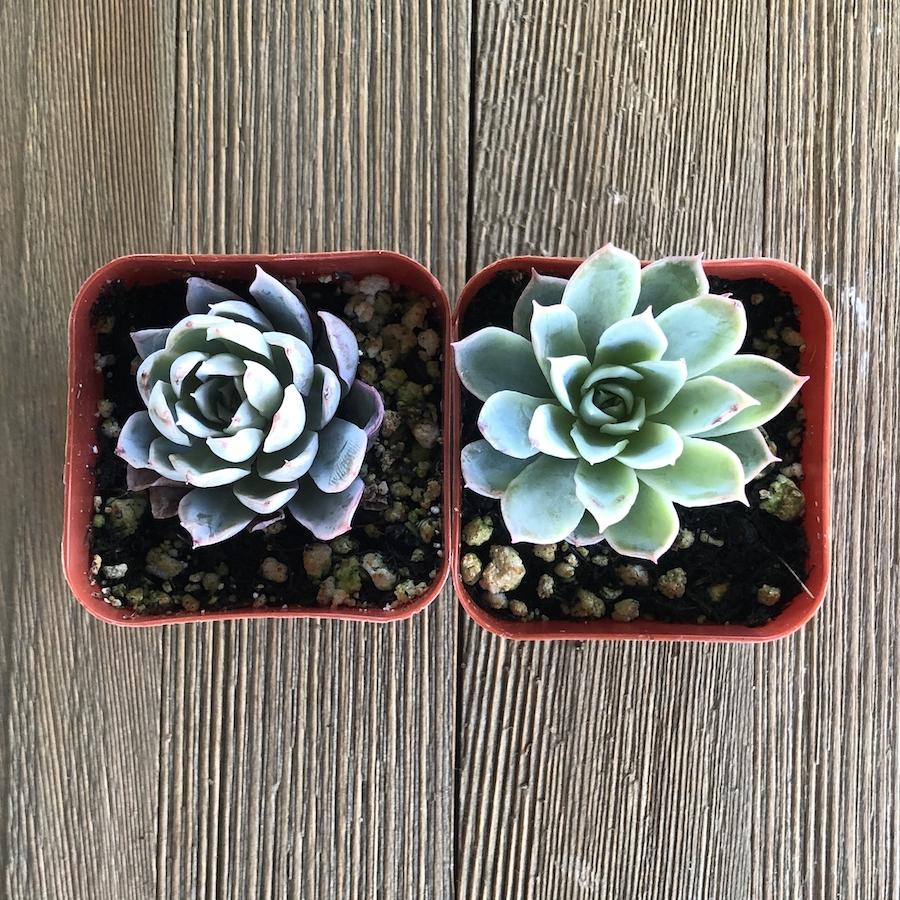 Echeveria Violet Queen | Premium Succulents Direct From the Nursery