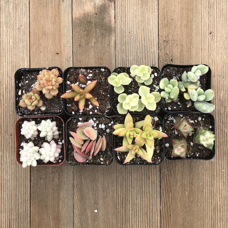 Yellow Cream Succulent Collection | Premium Succulents Direct From the ...