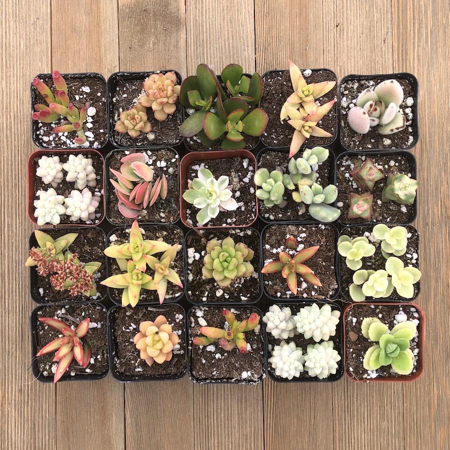 Yellow Cream Succulent Collection | Premium Succulents Direct From the ...